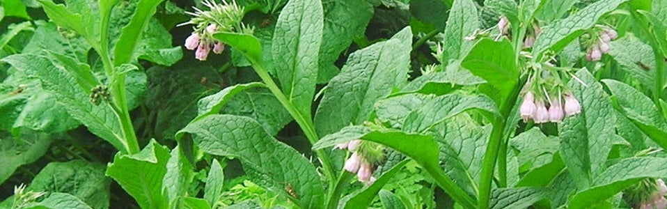 What is Comfrey and Why Does Steuart's Use It? – Steuart's Natural Health